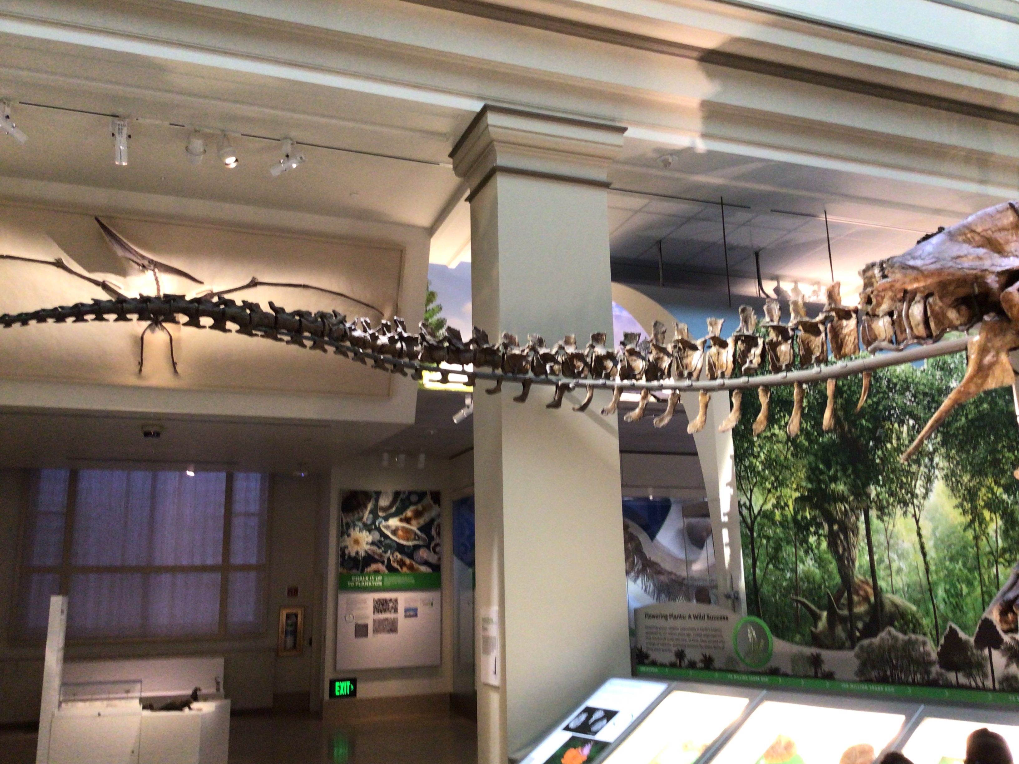 The Evolution of Tyrannosaurus Rex: From Triassic Origins to Cretaceous ...