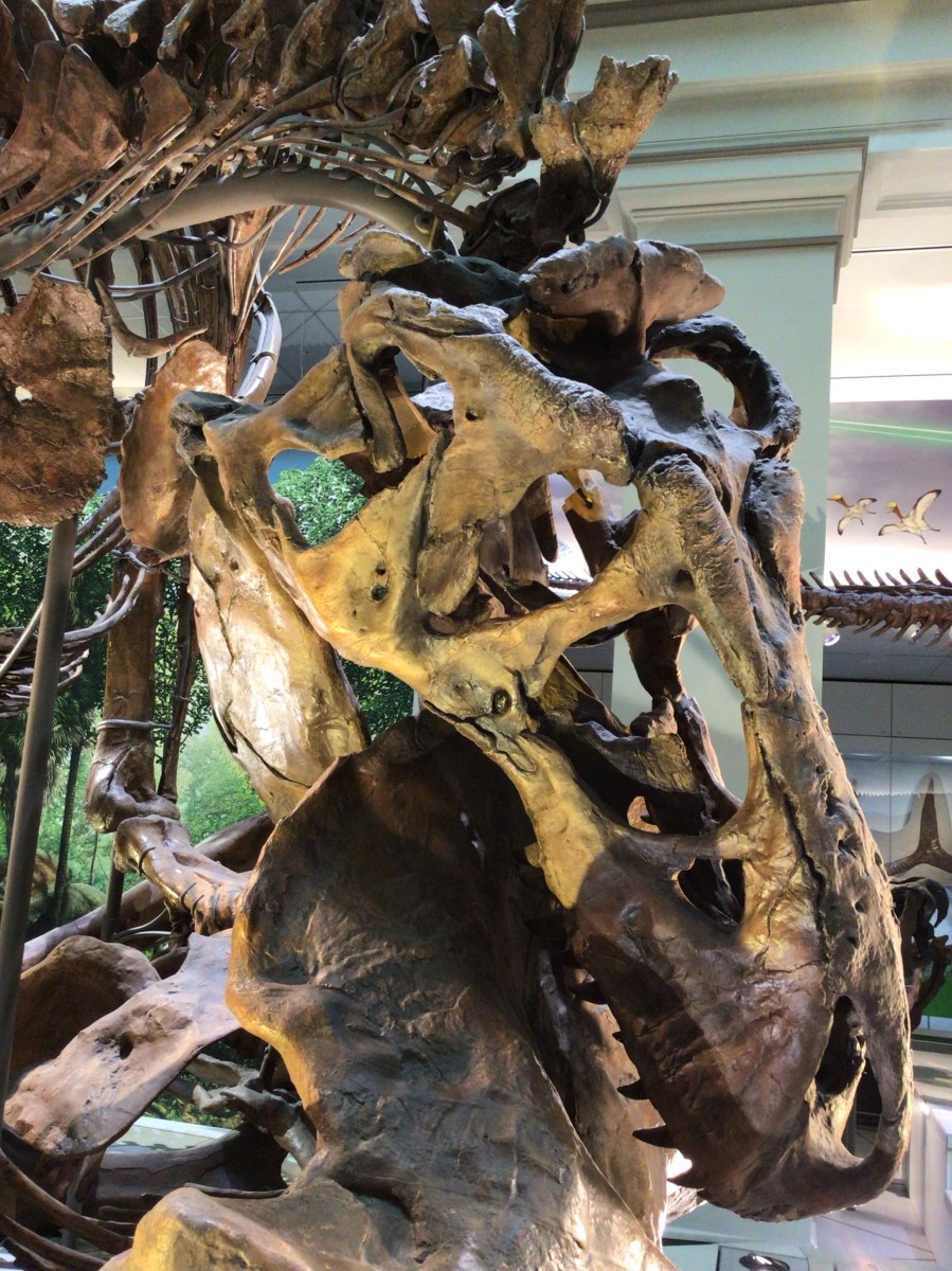 The Evolution of Dinosaurs: Origins and Anatomical Adaptations | Coffee ...