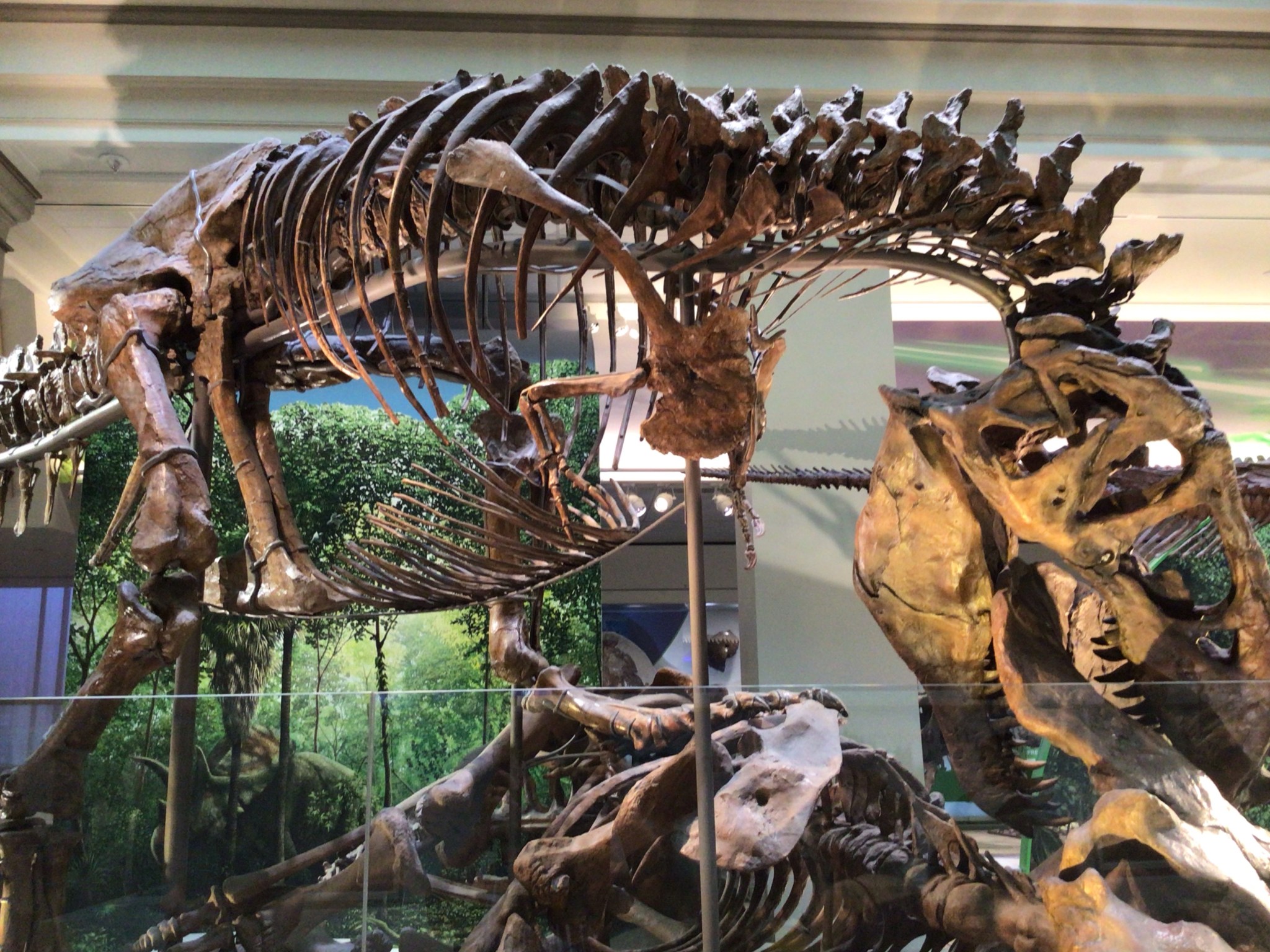 Stan the T-Rex: History and Mystery of a Fossil Star | Coffee And ...