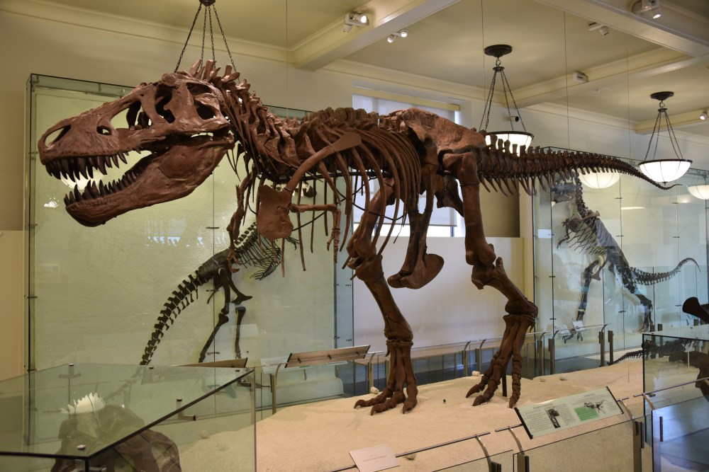 The Evolution of Tyrannosaurus Rex: From Triassic Origins to Cretaceous ...