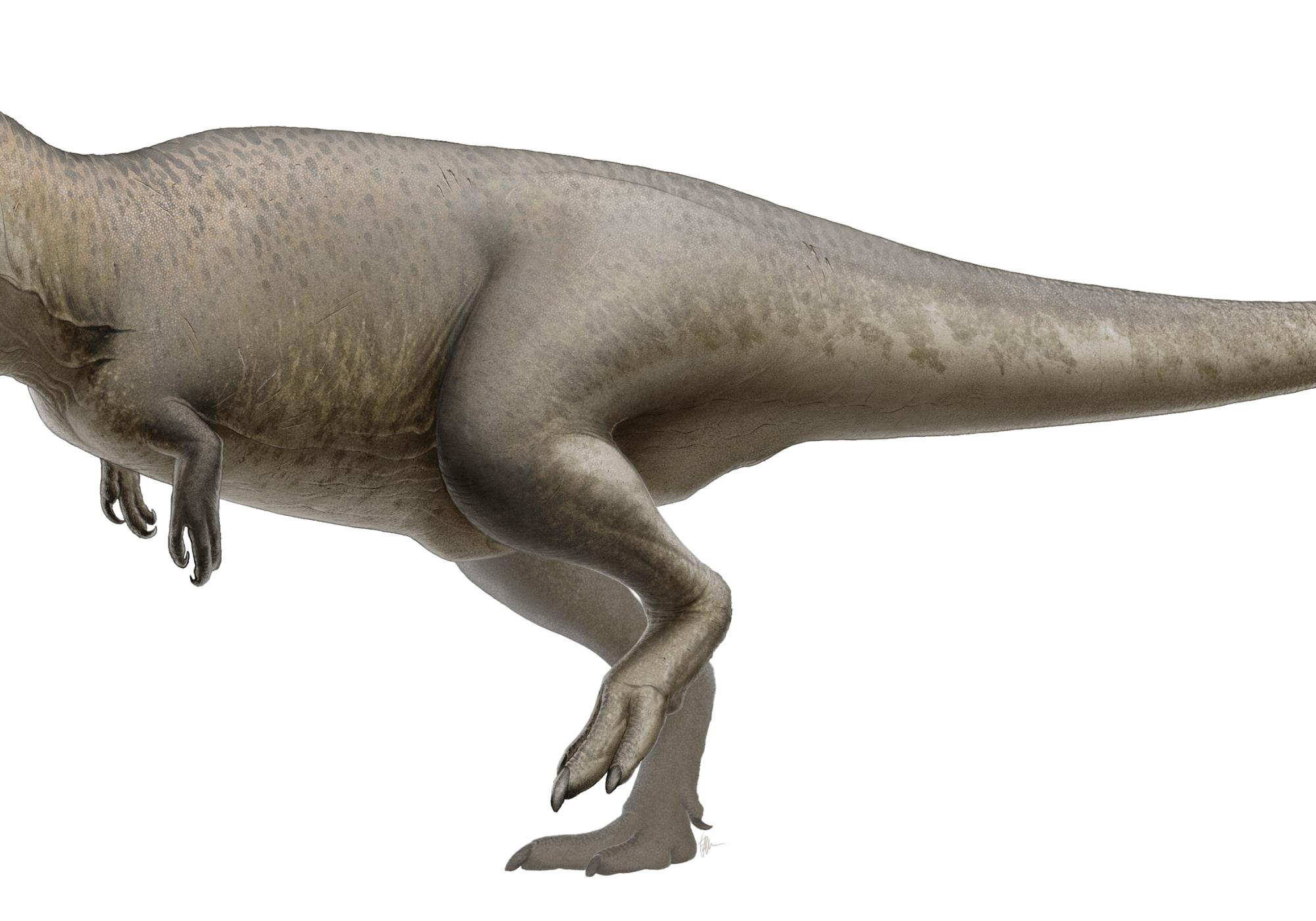 Carcharodontosaurus Saharicus: Shark-Like Teeth and Massive Size ...