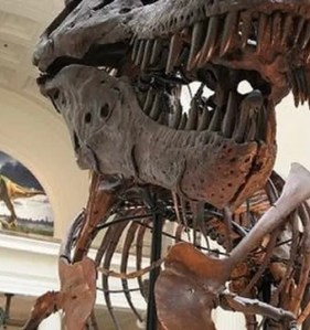 Sue Tyrannosaurus Rex: Life, Pathologies, and Controversy | Coffee And ...