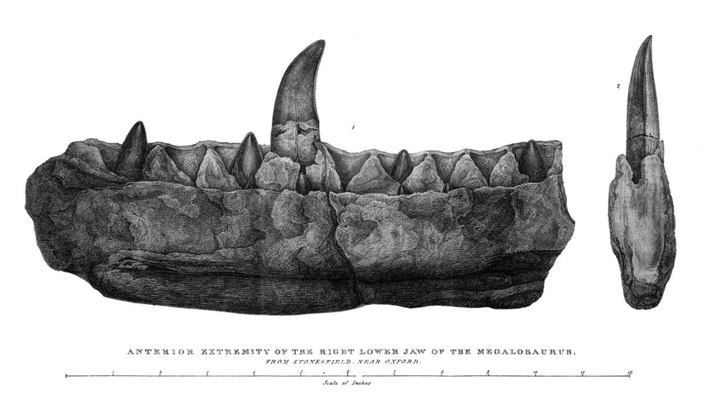Carcharodontosaurus Saharicus: Shark-Like Teeth and Massive Size ...