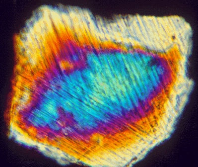 Coffee And Coelophysis | A blog about Dinosaurs