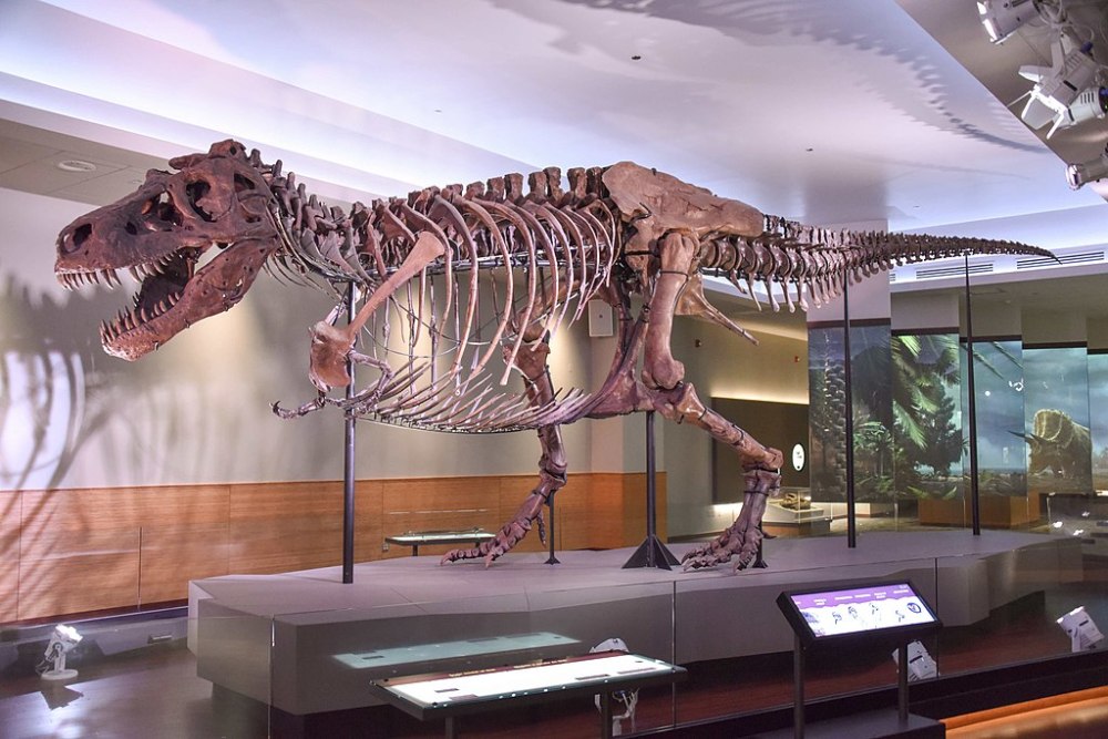 Sue Tyrannosaurus Rex: Life, Pathologies, and Controversy | Coffee And ...