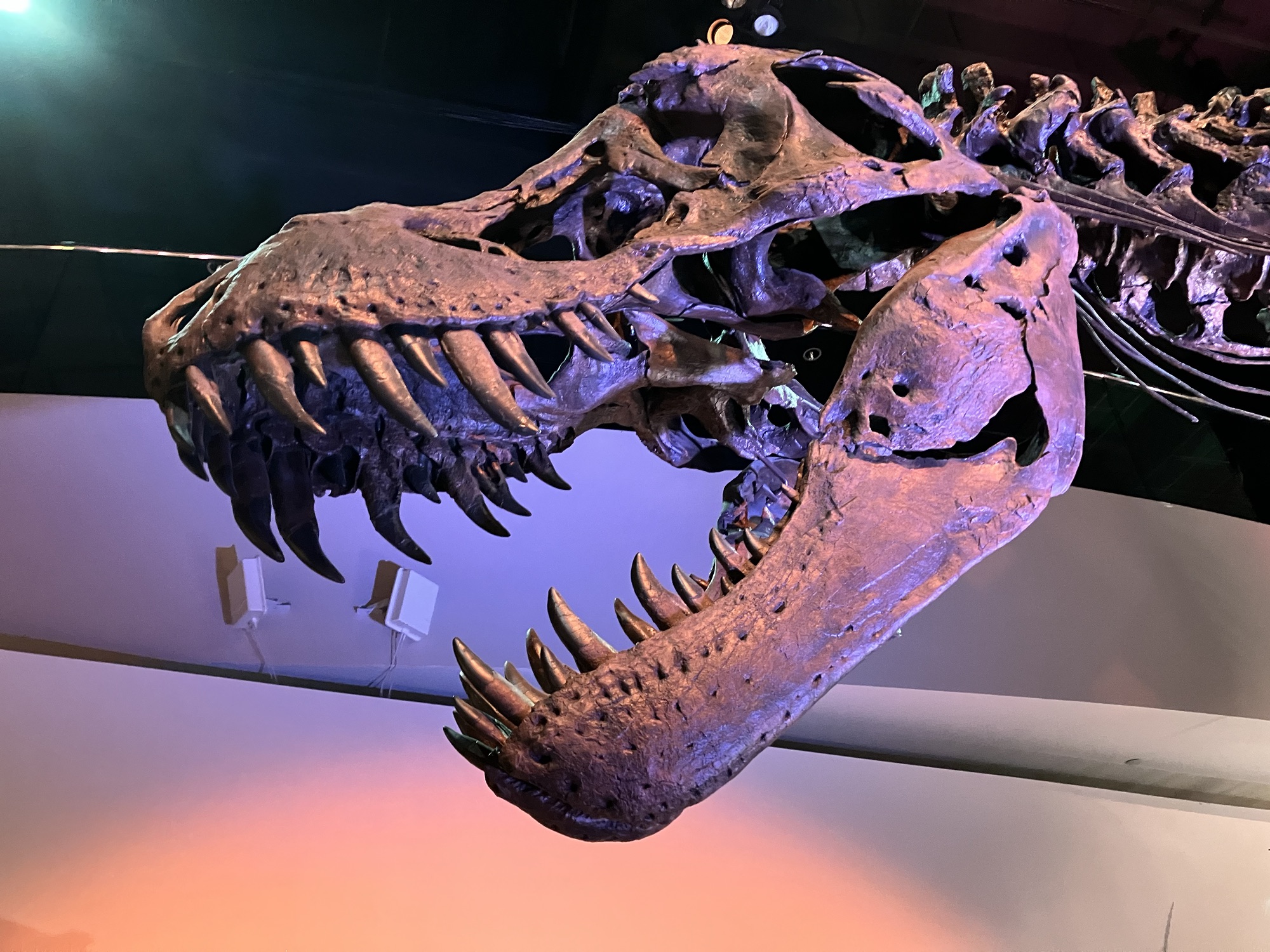 Stan the T-Rex: History and Mystery of a Fossil Star | Coffee And ...