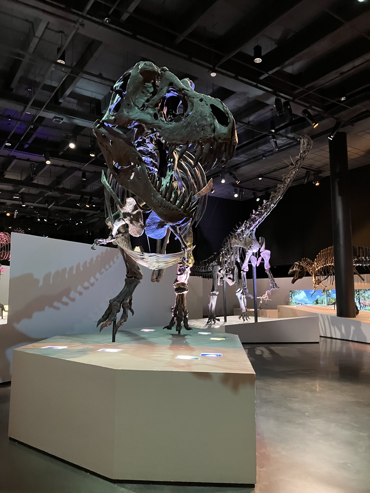 Stan the T-Rex: History and Mystery of a Fossil Star | Coffee And ...