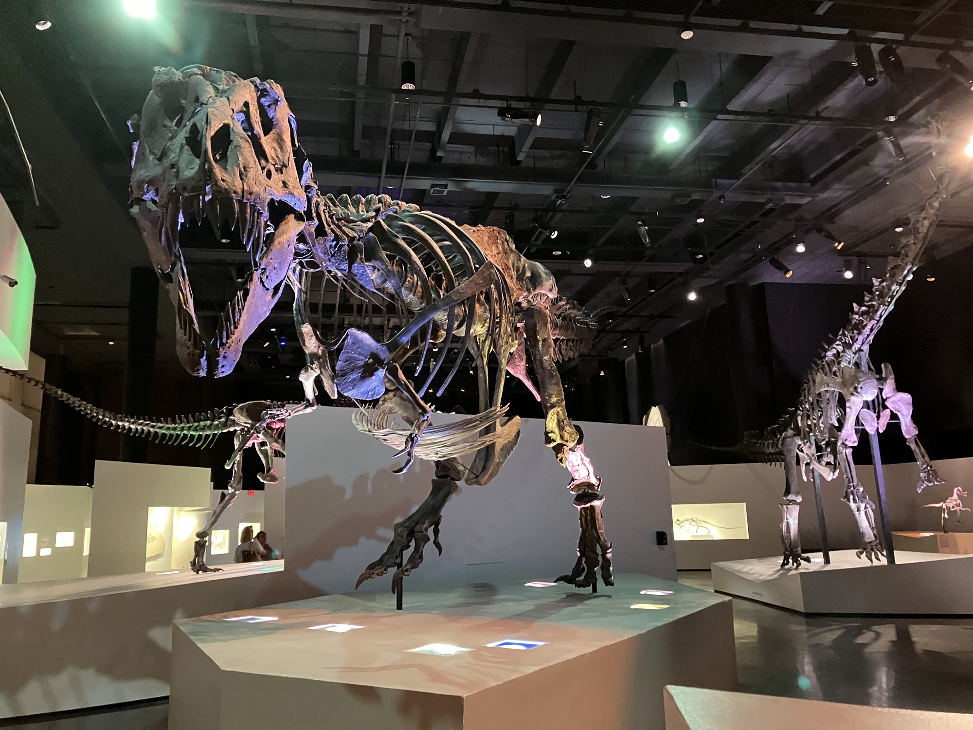 Stan the T-Rex: History and Mystery of a Fossil Star | Coffee And ...