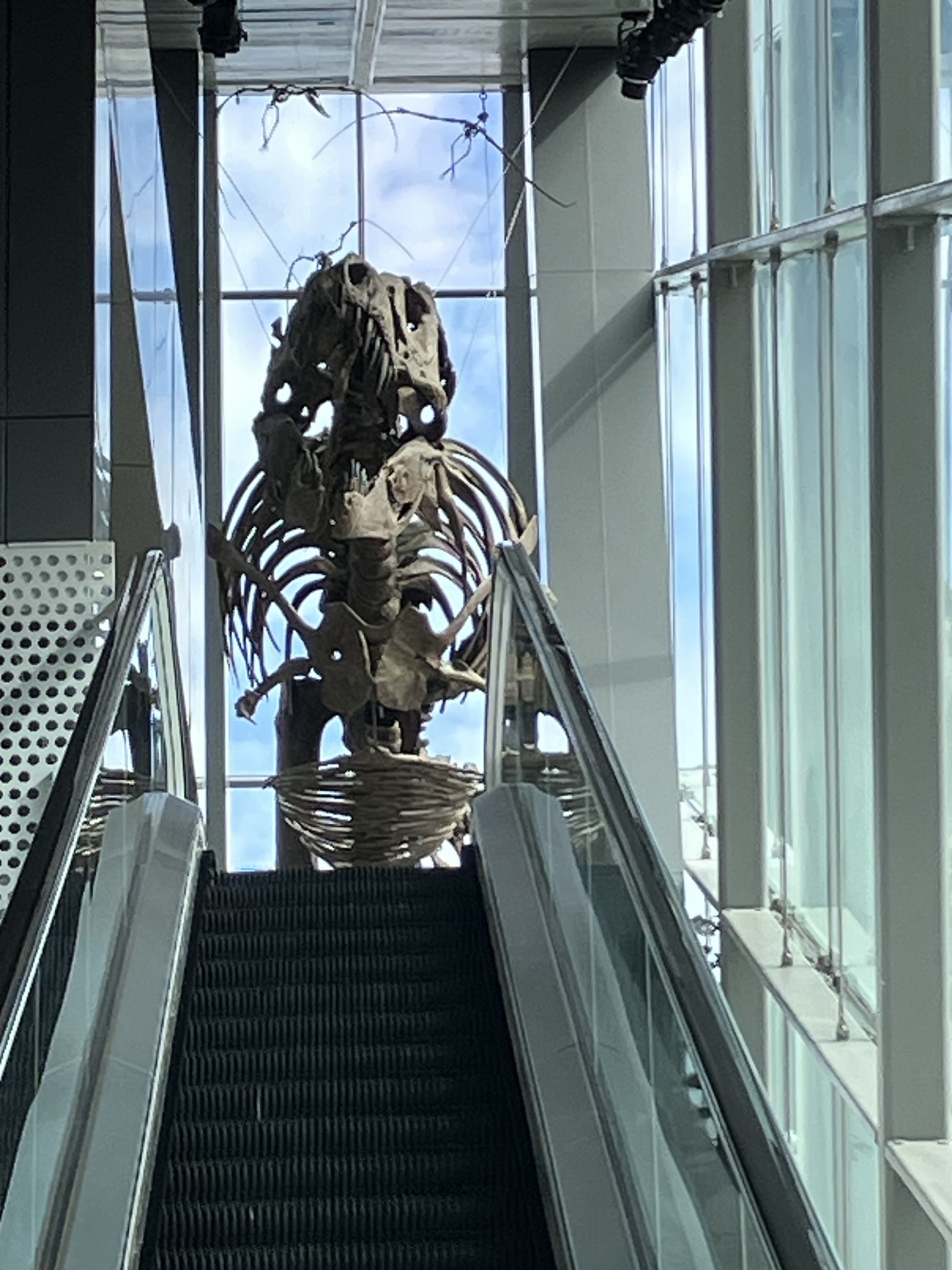 Stan the T-Rex: History and Mystery of a Fossil Star | Coffee And ...