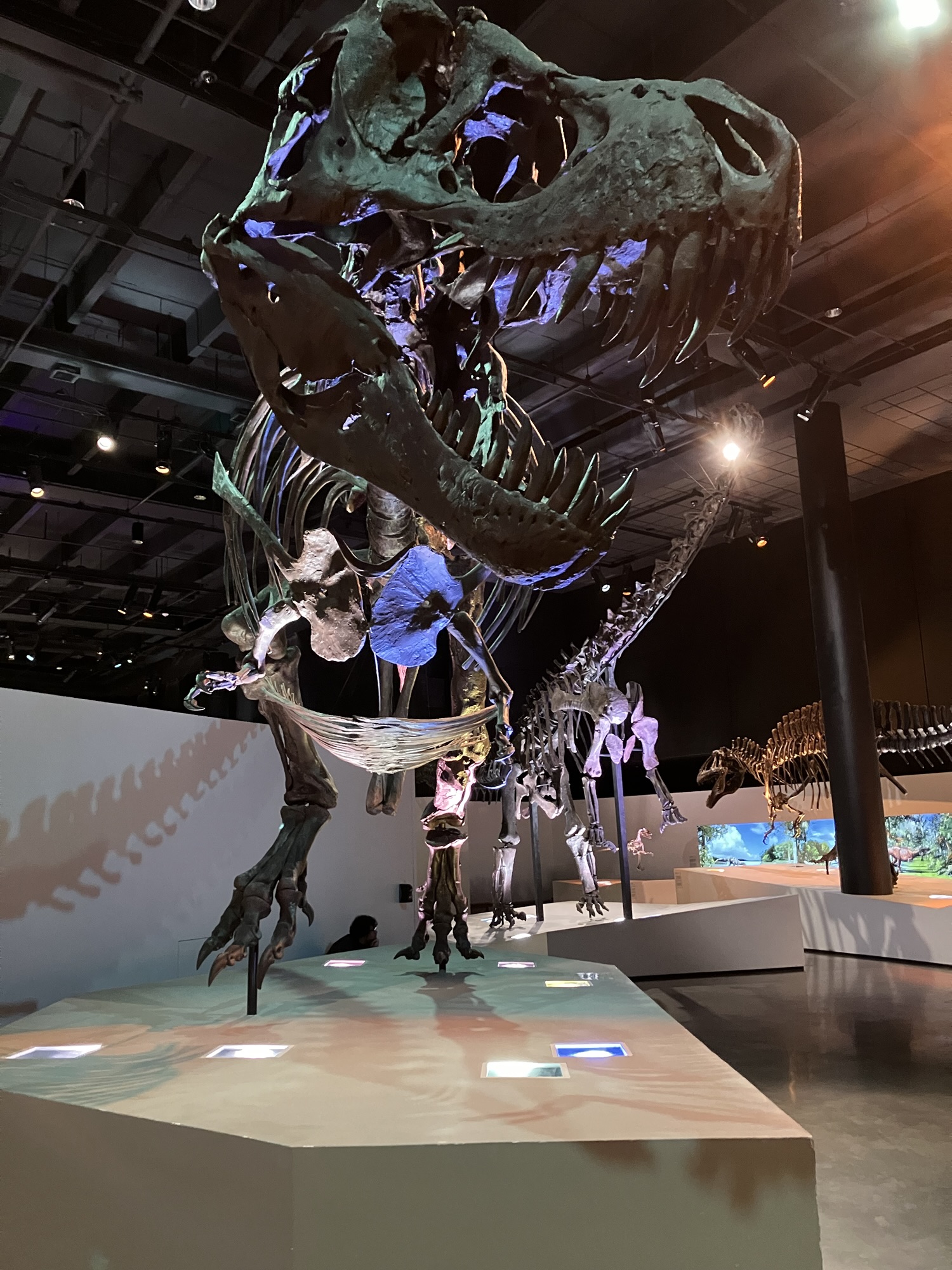 Stan the T-Rex: History and Mystery of a Fossil Star | Coffee And ...