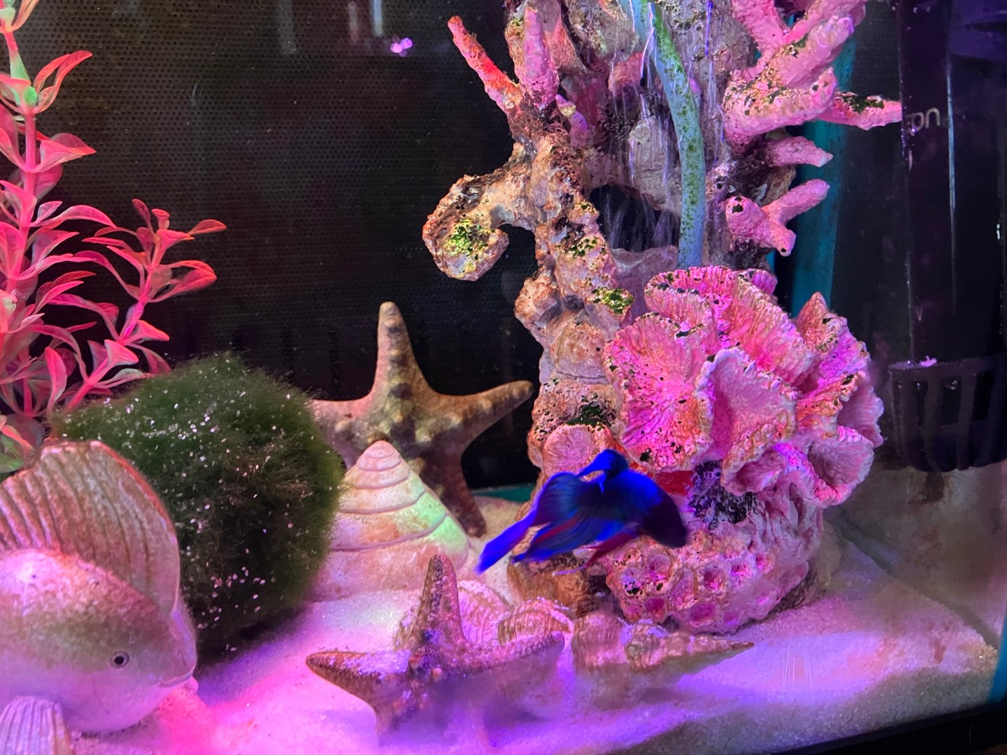 The Living Archive: Observing Evolution Through My Desk Aquarium ...